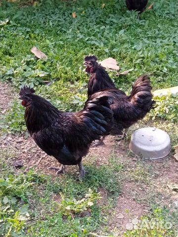 Куры пароды ухейлюй и легорнн долматинцы