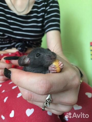 Крысята дамбо