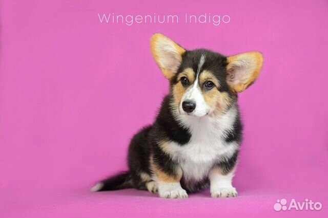 Щенок вельш корги пемброк с документами