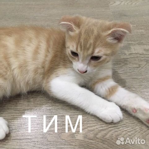 Вислоухий котик