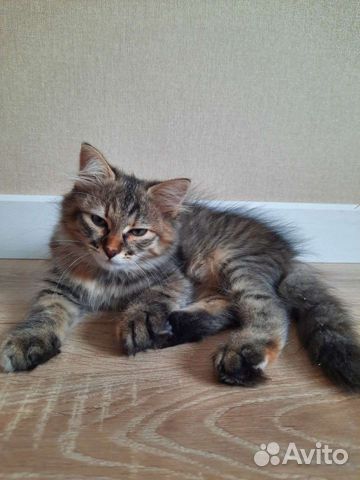 Сибирская кошка
