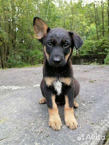 Мальчишка Соломон ищет дом