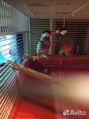 Рисовые амадины рисовки