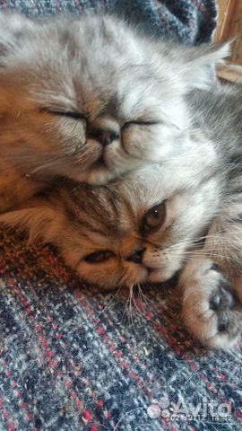 Экзотики мальчишка и девчонка