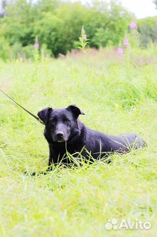 Черная красавица из приюта в дар