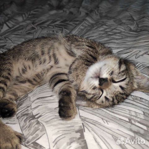 Котëнок в хорошие руки
