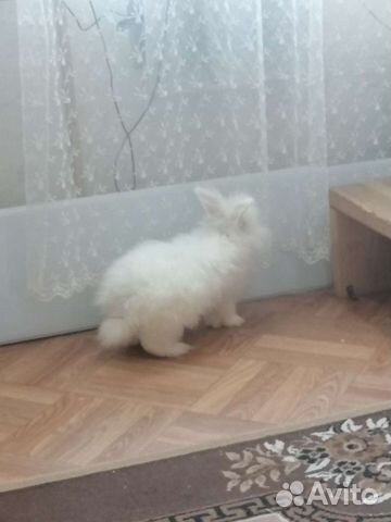 Отдадим кролика