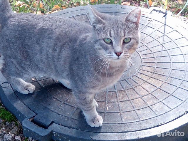 Молодой котик