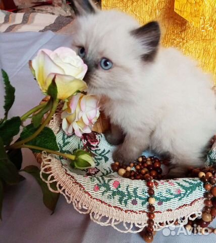 Невские маскарадные котята