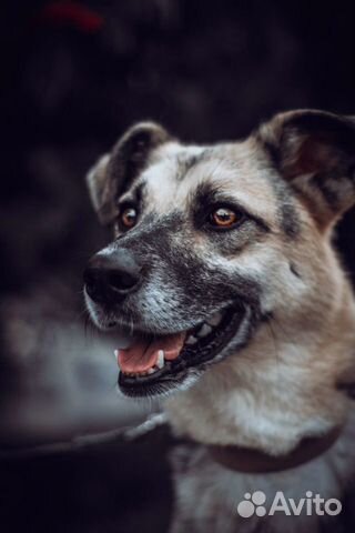 Ко мне Мухтар, в добрые руки