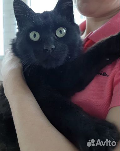 Котёнок