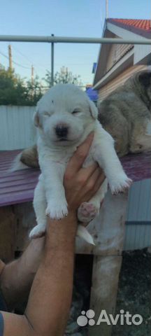 Среднеазиатская овчарка алабай щенки