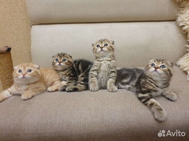 Шотландские вислоухие котята