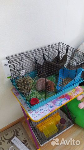 Морской свин