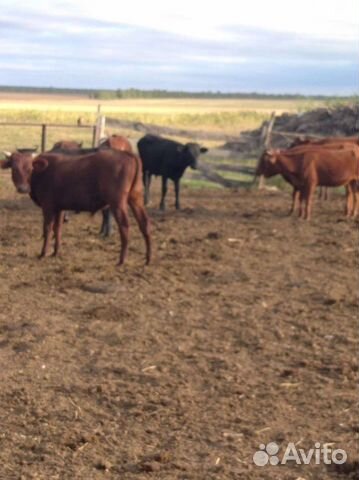 Бычки, тёлки