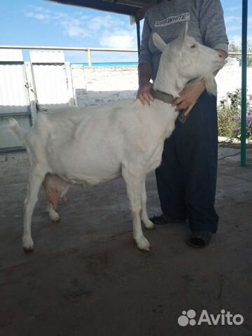 Зааненская дойная коза, 4 года, торг уместен