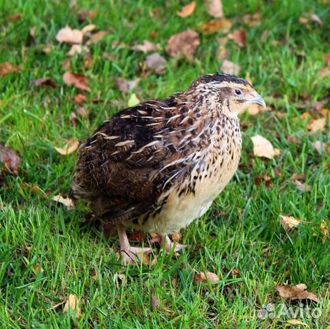 Перепела несушки