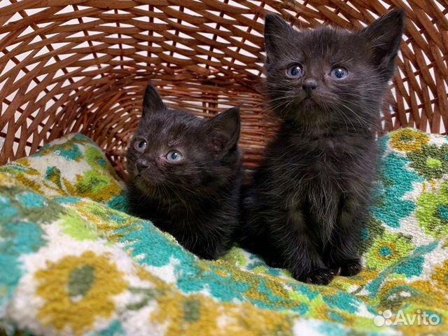 Котята бесплатно