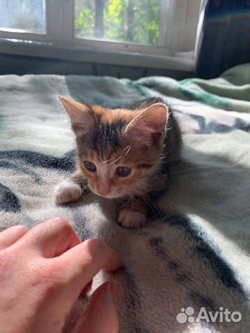 Котенок в дар в добрые руки