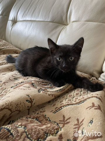 Котята отдам в добрые руки бесплатно
