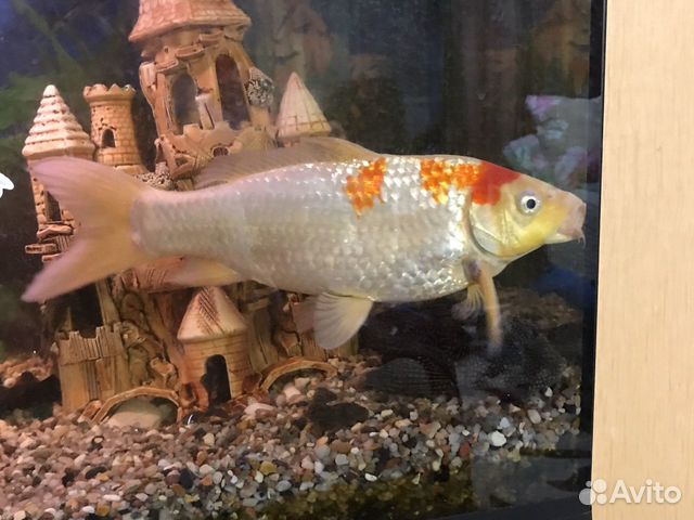 Рыбка комета