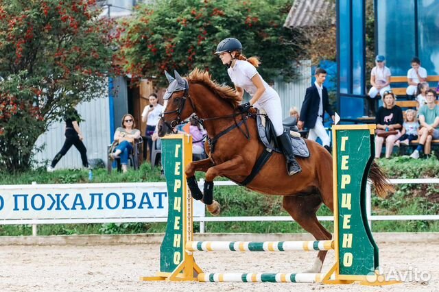 Продам лошадь