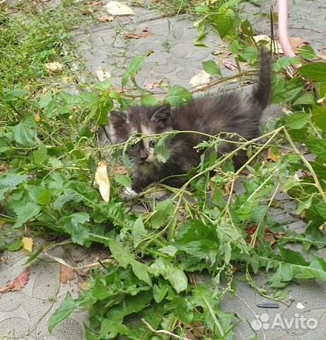 Котёнок мальчик невероятной красоты 1 месяц