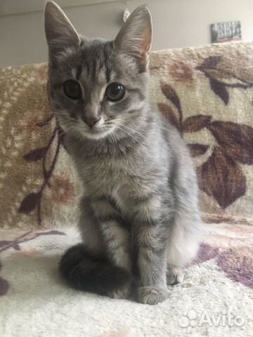 Котёнок