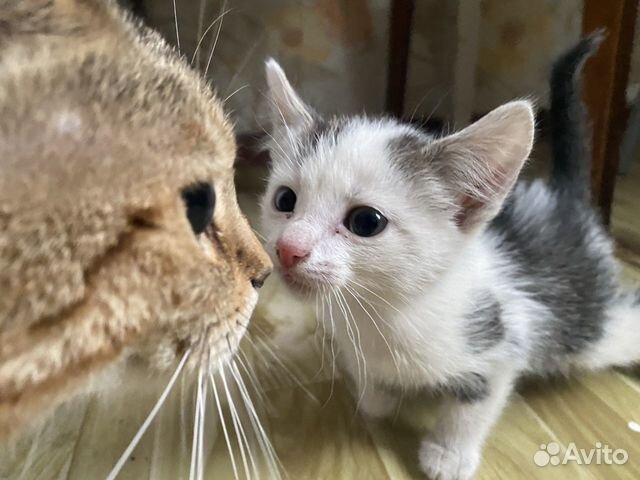 Котенок