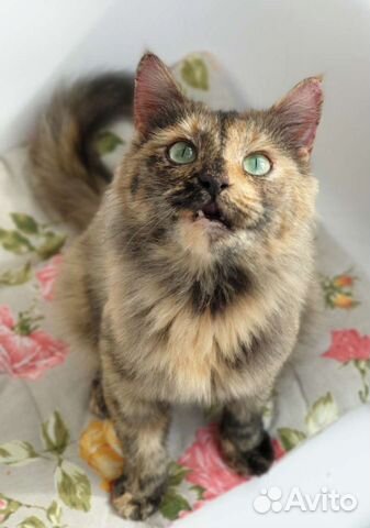 Домашнюю кошечку бросили на даче