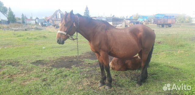 Продам кобылу с жеребенком