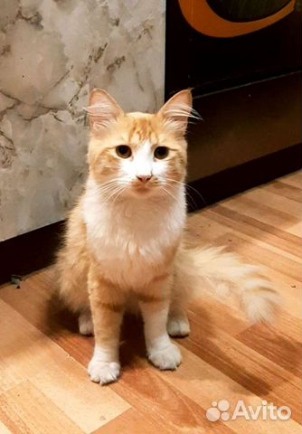 Котик в добрые руки