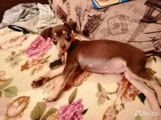 Русский той-терьер