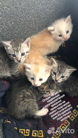 Котята отдам даром