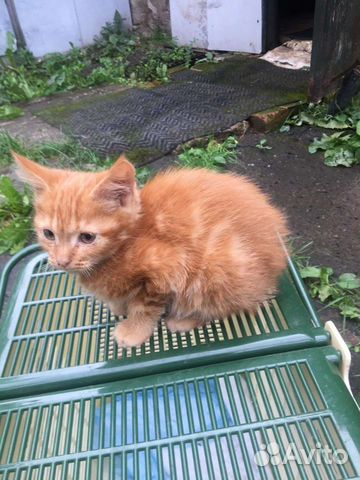 Котята рыжие