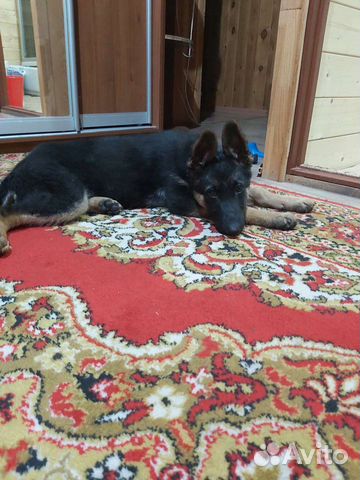 Немецкая овчарка