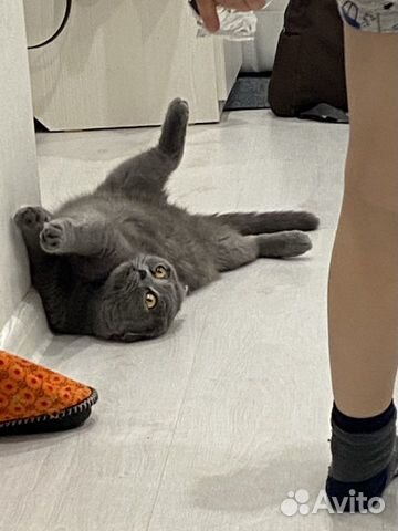 Кошка британская