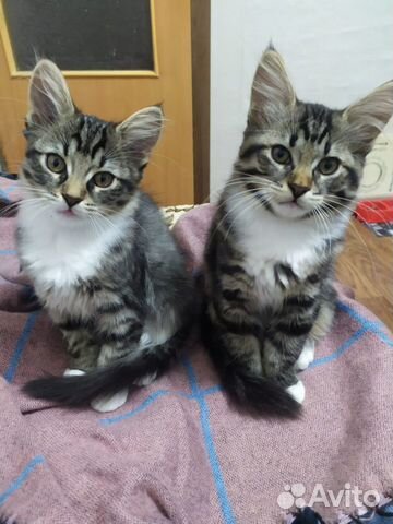Котята в добрые руки бесплатно