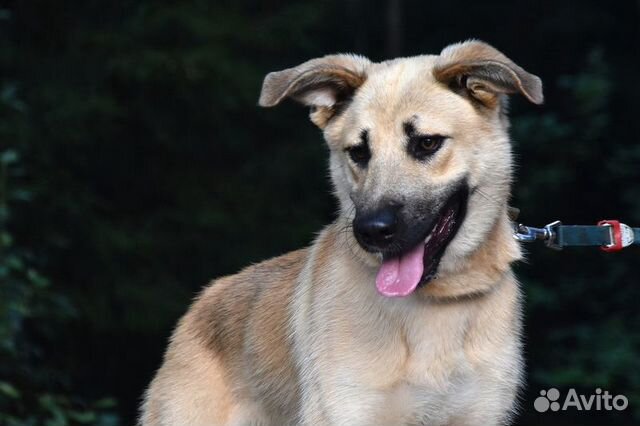 Красавец-подросток Макс в дар