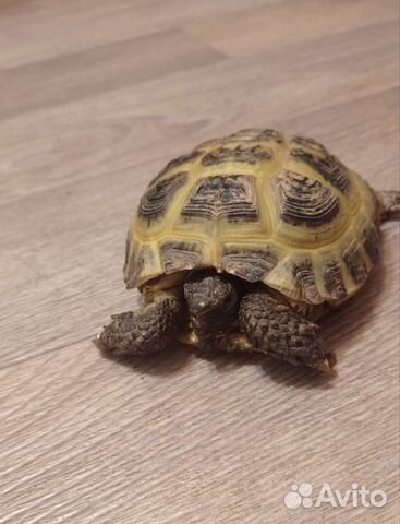 Черепаха сухопутная