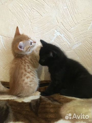 Котята шотландские Страйк