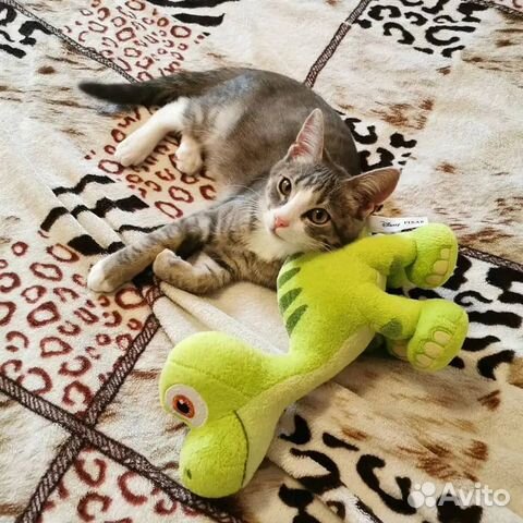 Котенок в добрые руки мальчик 6мес