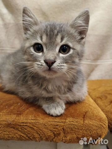 Котенок девочка найдёныш
