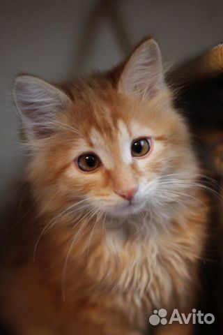 Котенок