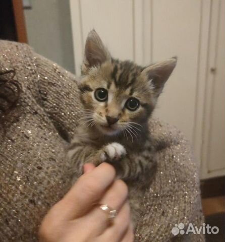 Котенок