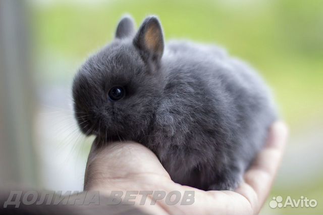 Самка кролик карликовый декоративный минор