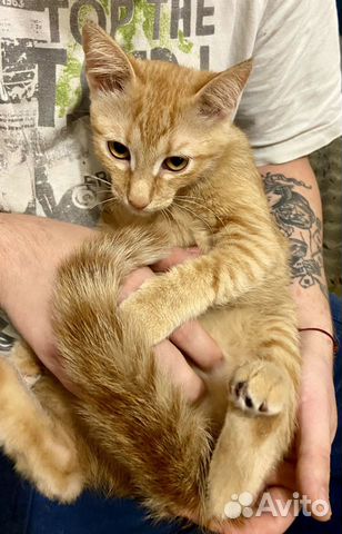 Рыжее солнышко в дар