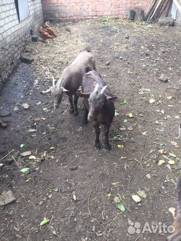 Коза дойная молочная