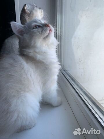 Котенок