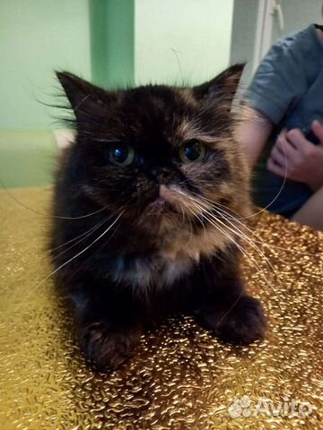Персидская кошка